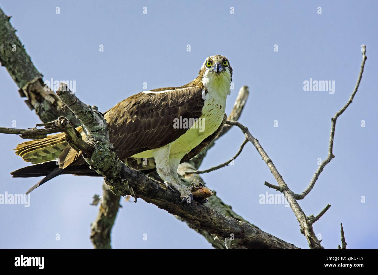 Osprey Spotted the Photographer Stock Photo - Alamy