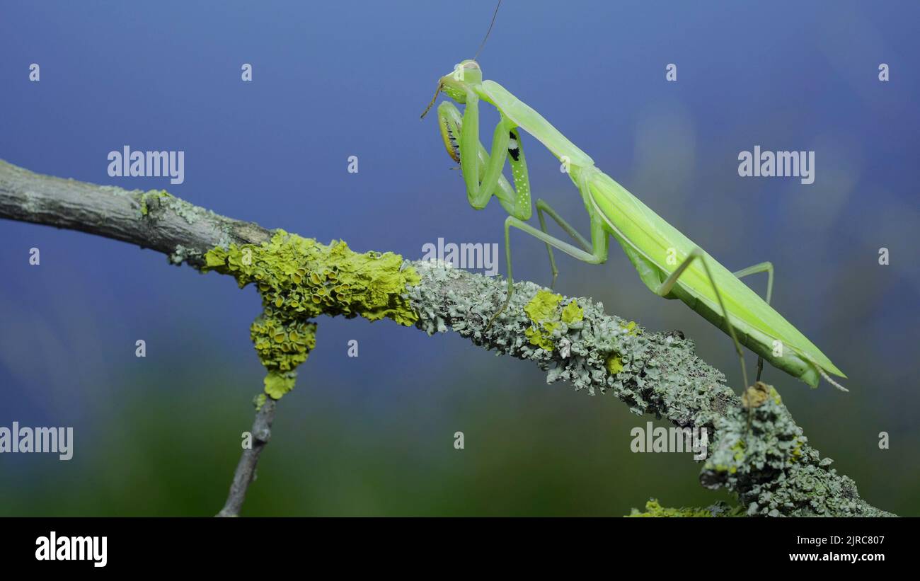 August 23, 2022, Odessa oblast, Ukraine, Eastern Europe: Green praying ...