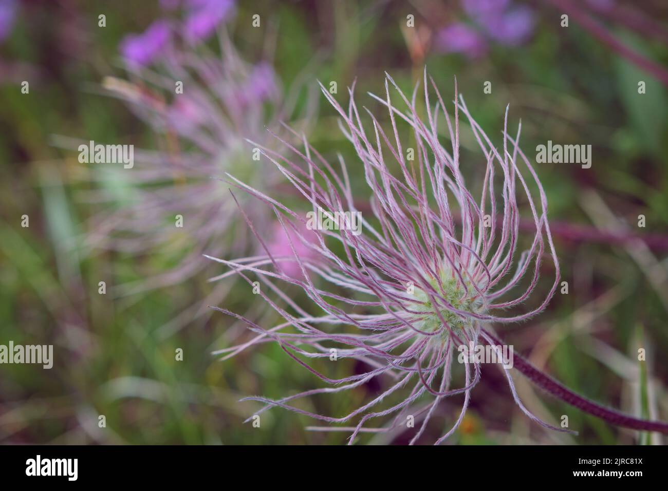 fuchsia and green wild flowers with filaments Stock Photo - Alamy