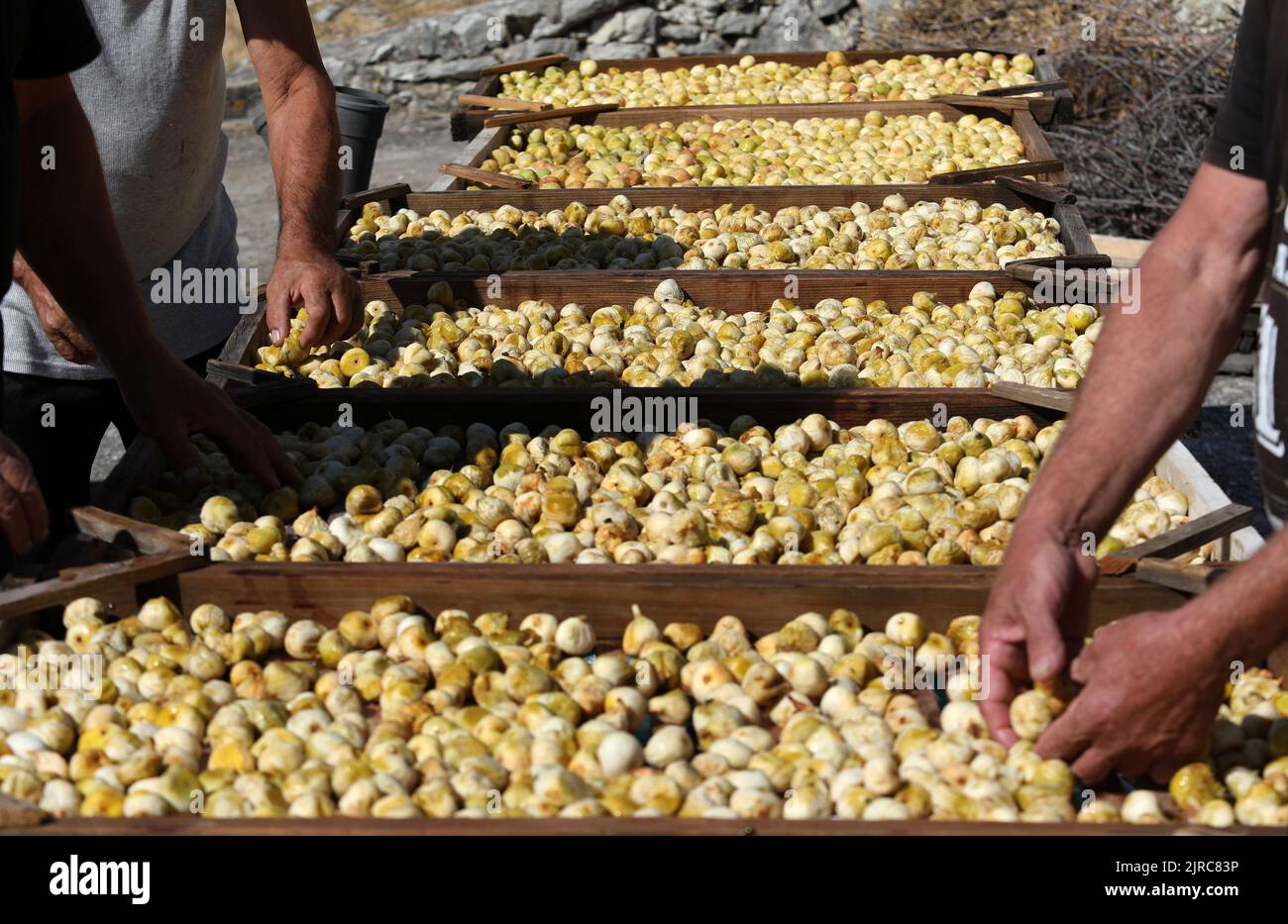 The traditional way of drying figs can be seen in the picture in ...