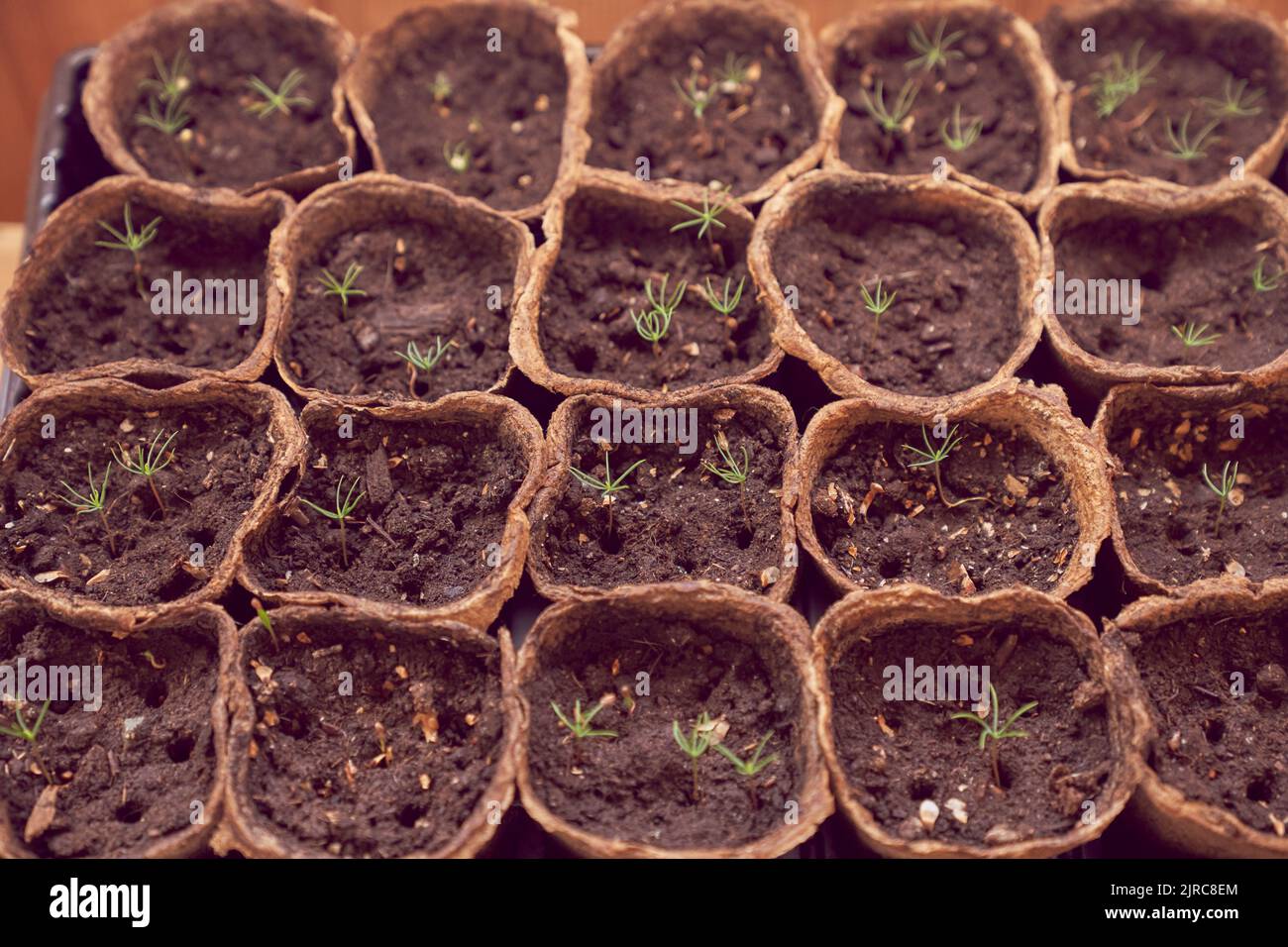 Top view of biodegradable pots with green seedlings on the windowsill ...