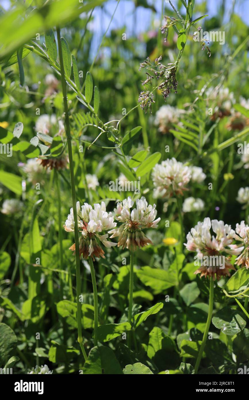 Field field of clovers hi-res stock photography and images - Alamy