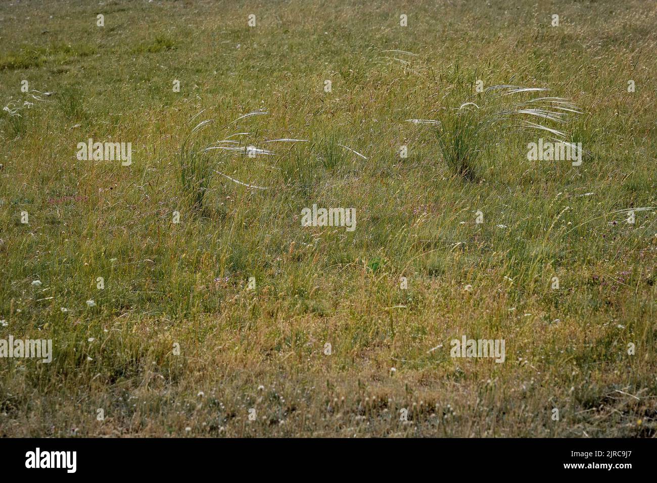 blades of grass bent by the wind in the plain of Campo Imperatore ...