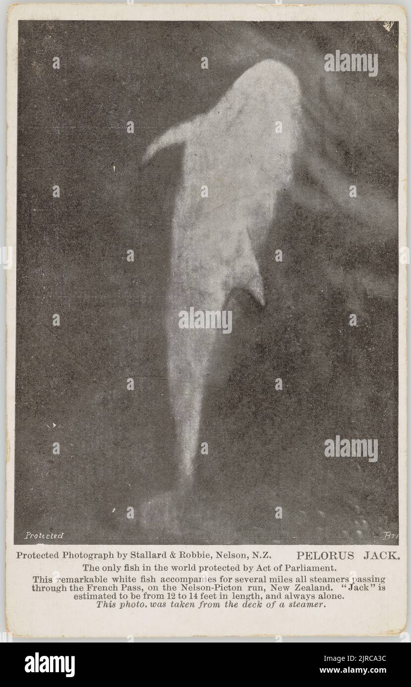 Pelorus Jack, 1910, Nelson, by Stallard & Robbie. Gift of Patricia M ...