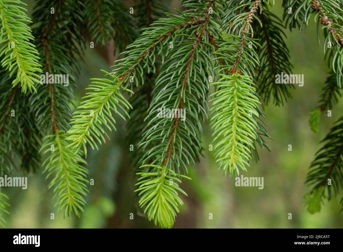 Green twigs of conifers up close showing the annual growth of different ...