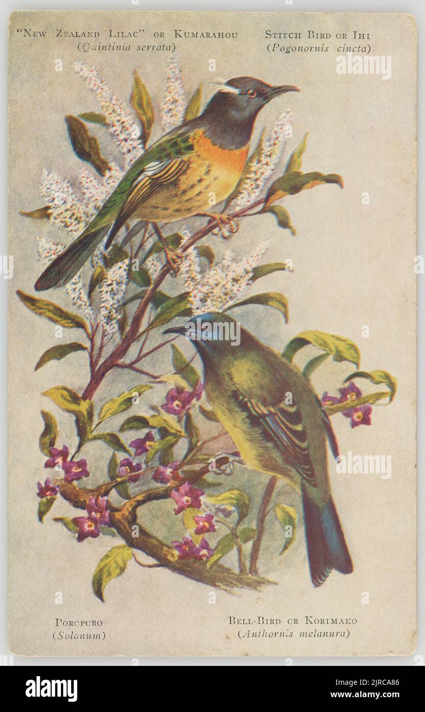 "New Zealand Lilac" or Kumarahou, Stitch Bird or Ihi, Poroporo, Bell ...