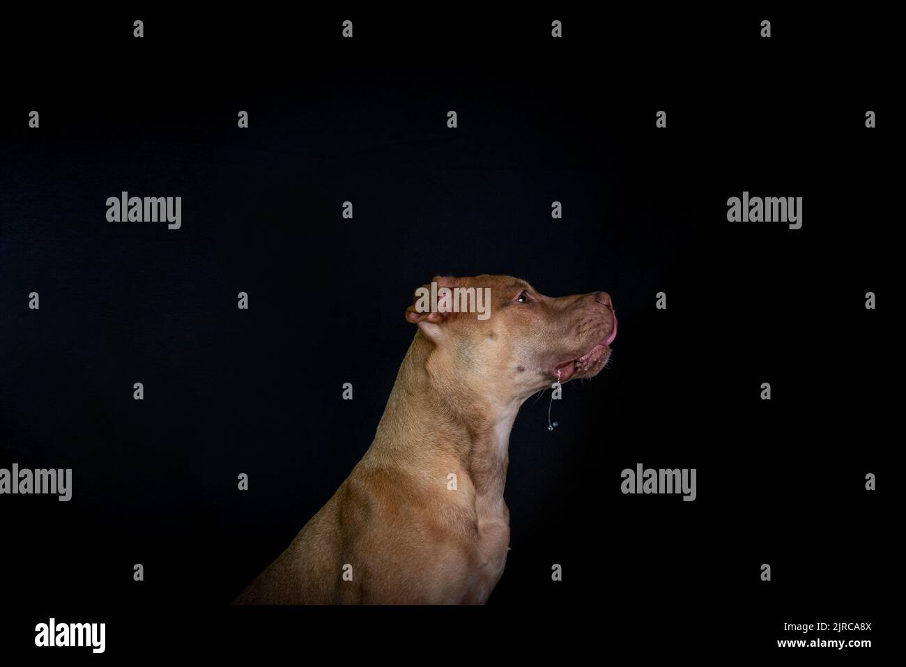 Portrait of a caramel-colored pit bull dog against black background ...