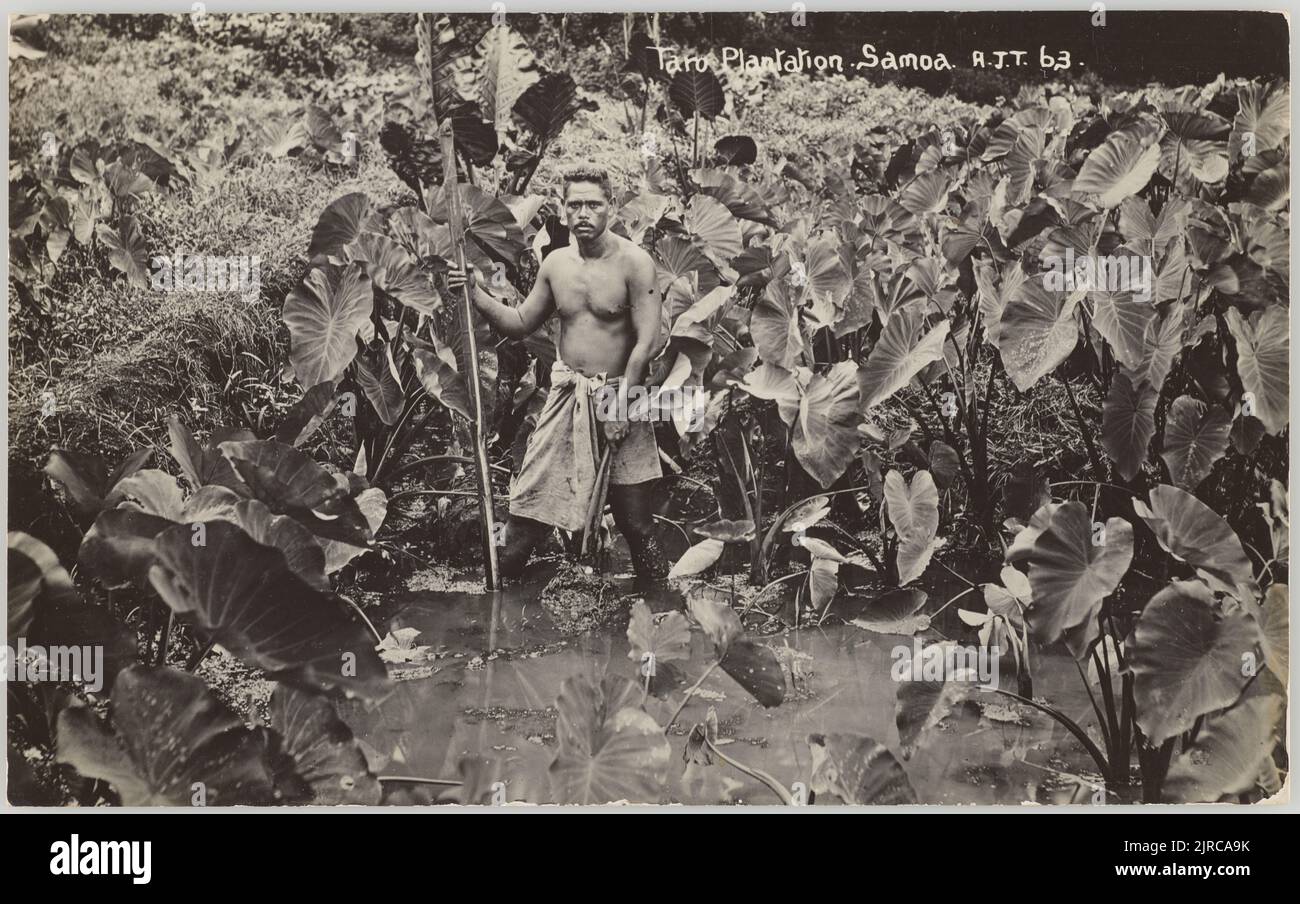 Taro Plantation, circa 1919, Sāmoa, by Alfred James Tattersall. Gift of ...