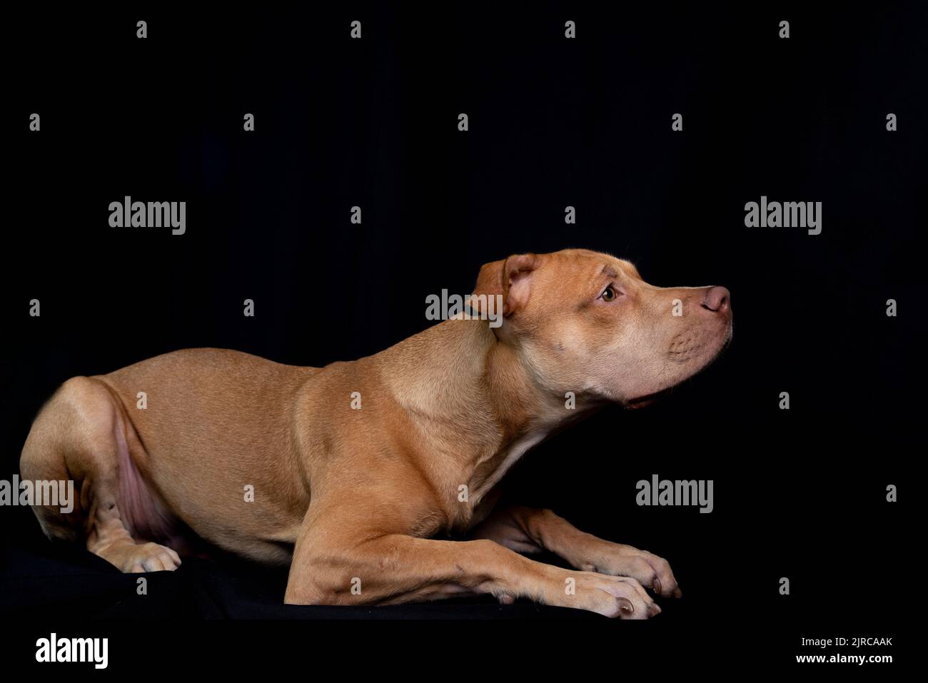 Portrait of a pit bull dog sitting and looking up against black ...