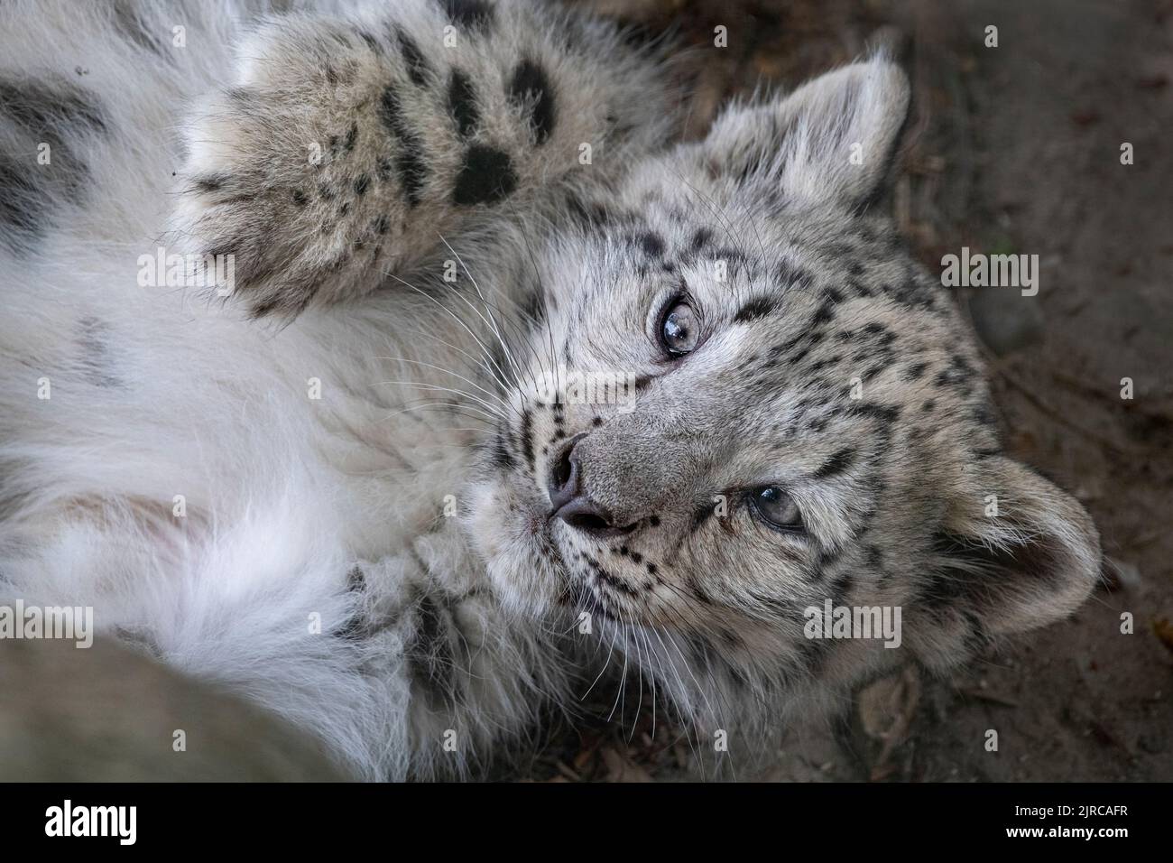 Young female snow leopard (close-up Stock Photo - Alamy
