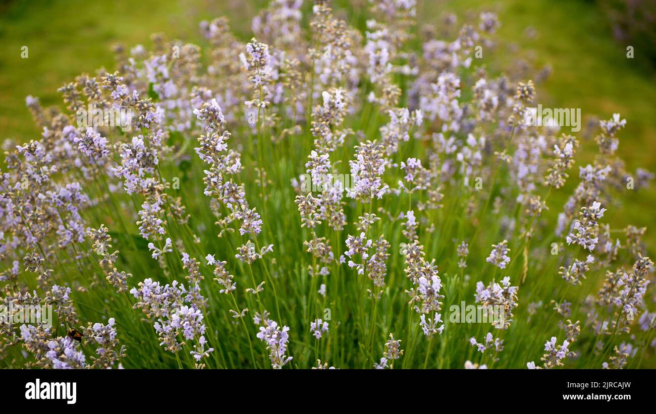 Lavender true Lavandula angustifolia growing purple English flower ...