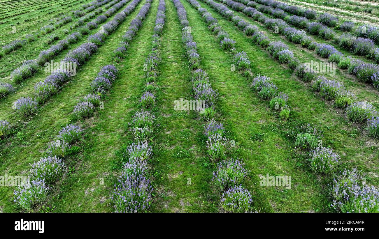 Lavender true Lavandula angustifolia growing purple English flower ...