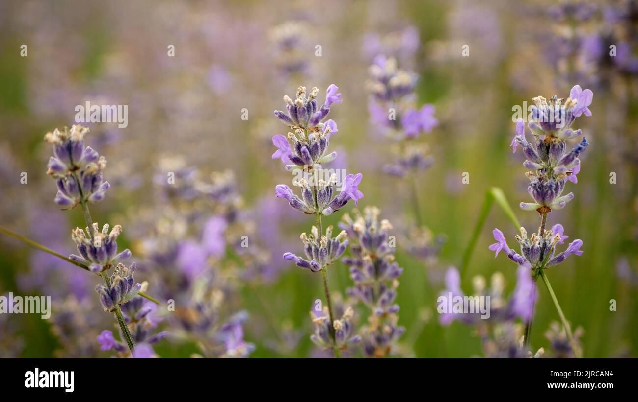 Lavender true Lavandula angustifolia growing purple English flower ...