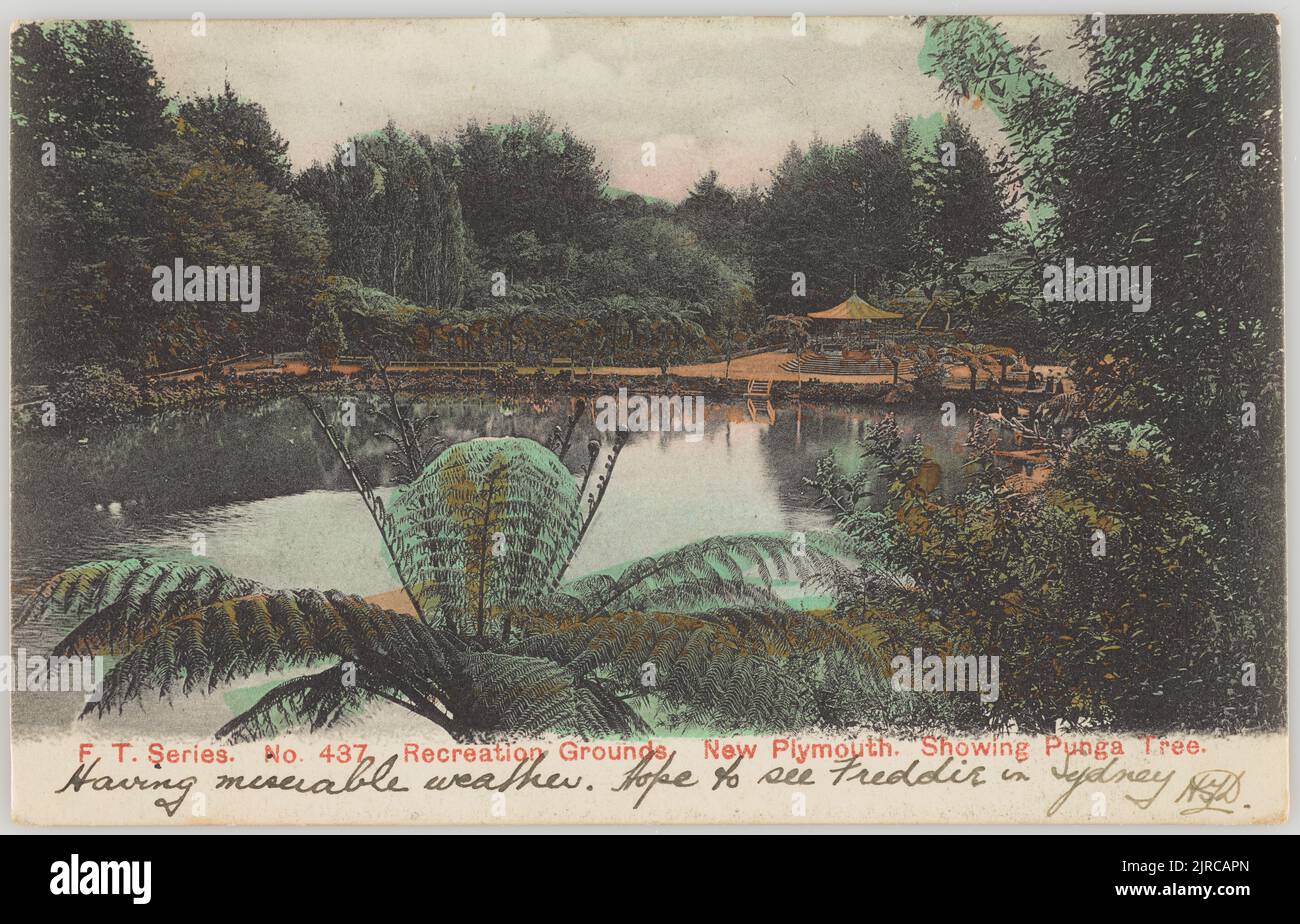 Punga tree hi-res stock photography and images - Alamy