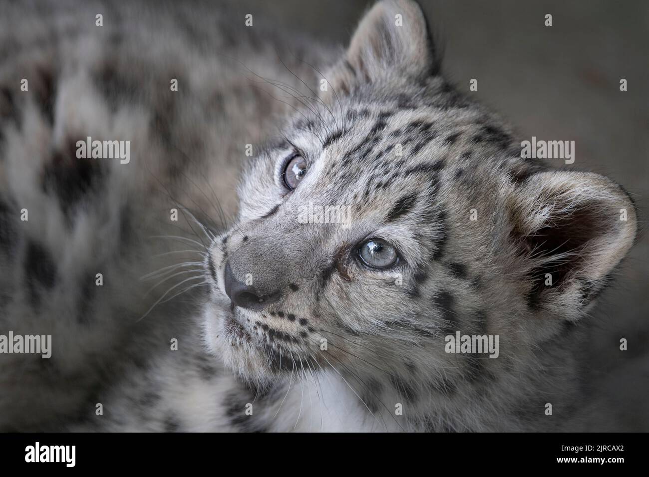 Young female snow leopard looking up Stock Photo - Alamy