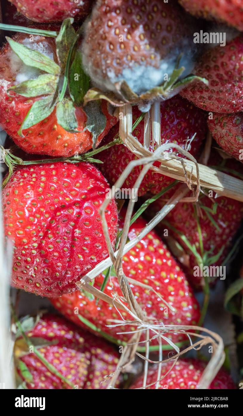 Strawberries with mold. Strawberry diseases and storage. Red ripe ...