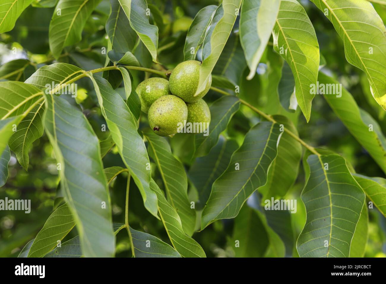 Unripe walnuts growing on a tree in the garden. Garden hobby Stock ...