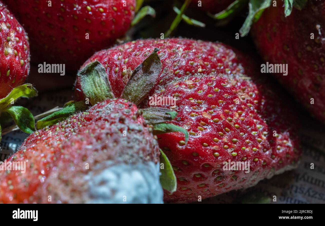 Strawberries with mold. Strawberry diseases and storage. Red ripe ...