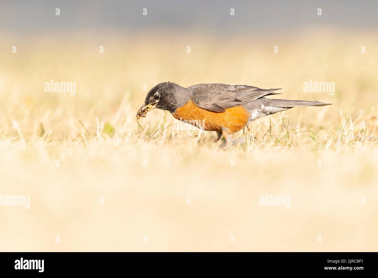 An American robin (Turdus migratorius) foraging in a park in the grass ...