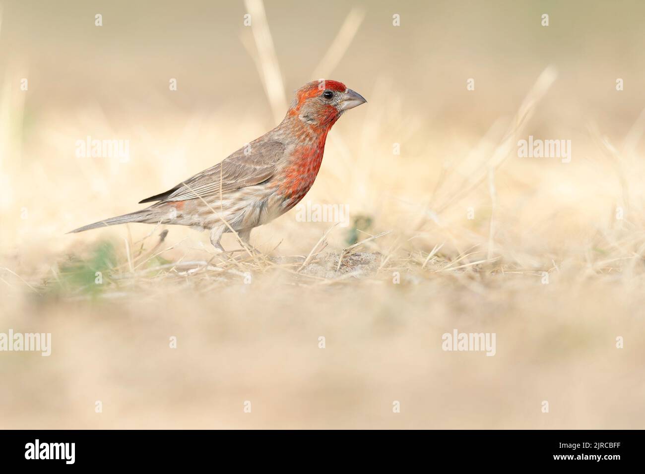 Beautiful house finch hi-res stock photography and images - Alamy