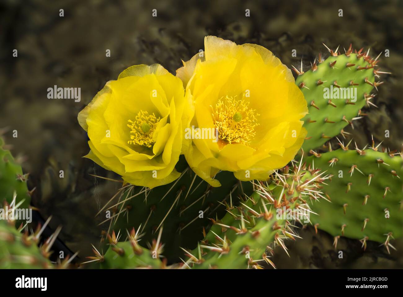 Yellow Prickly Pear cactus flowers in a rock garden in Winkler ...