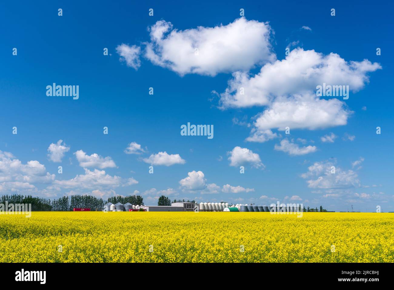 Farm grain bins and a blooming yellow canola field near Plum Coulee ...