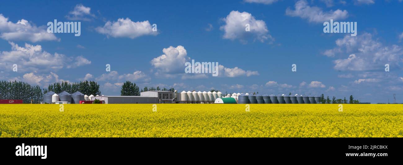 Blooming canola and grain bins hi-res stock photography and images - Alamy