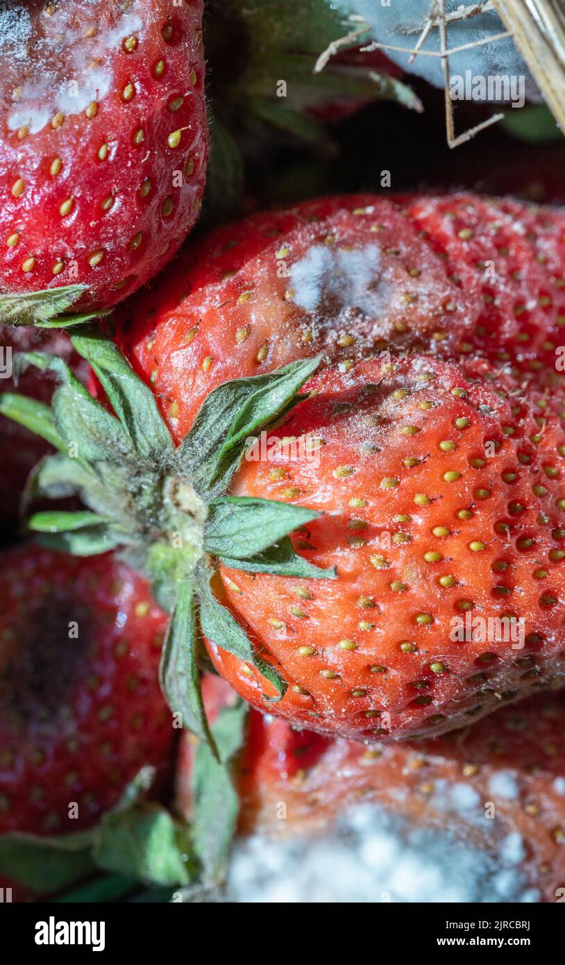 Strawberries with mold. Strawberry diseases and storage. Red ripe ...