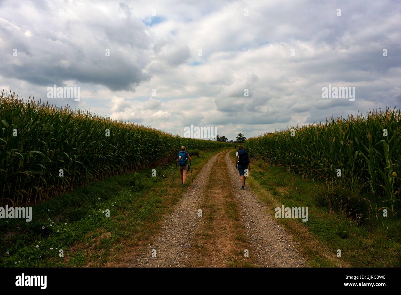 Pilgrims walking next to the corn field along the french road of the ...