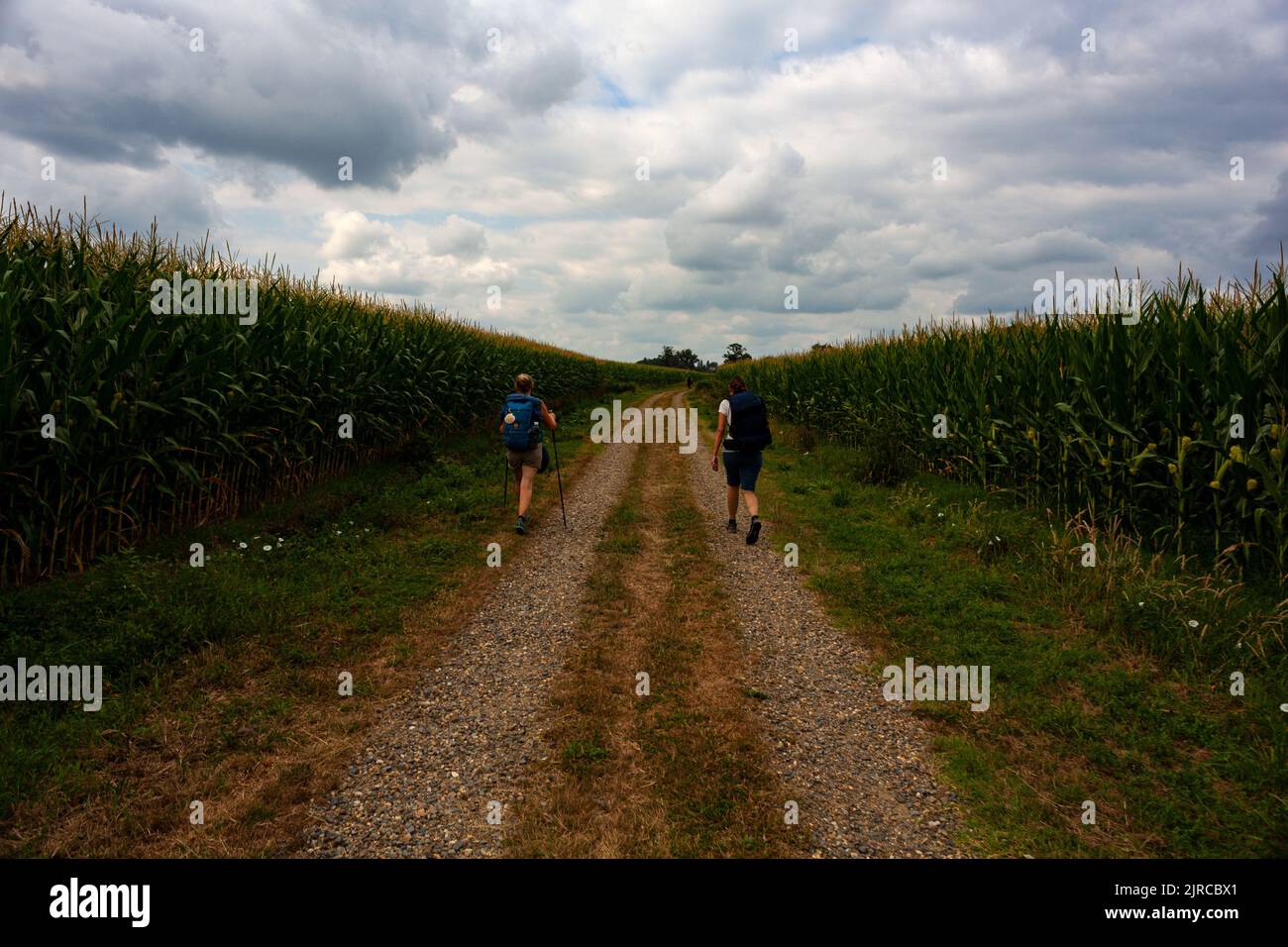 Pilgrims walking next to the corn field along the french road of the ...