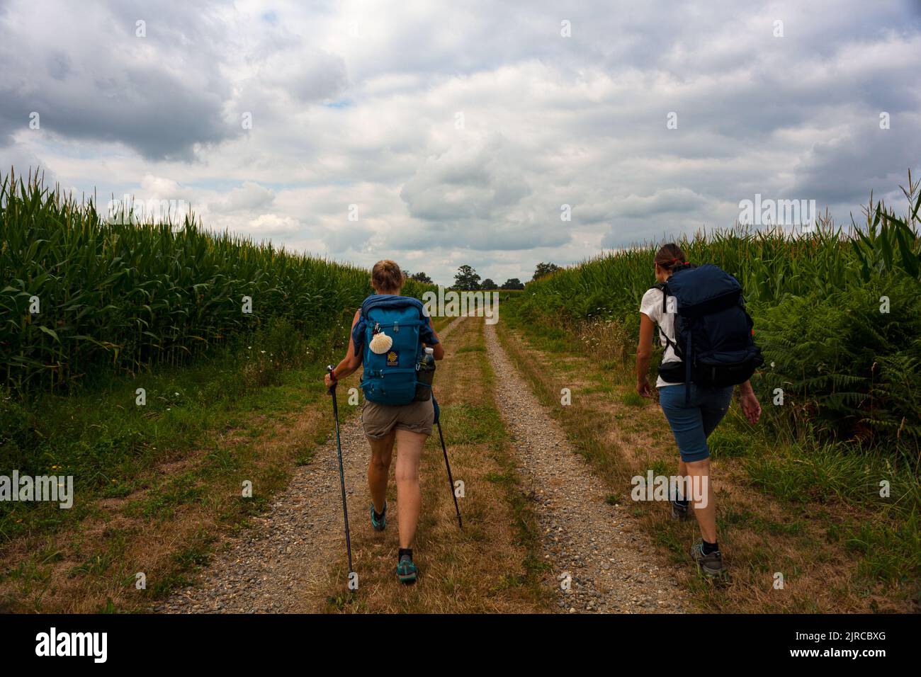 Pilgrims walking next to the corn field along the french road of the ...