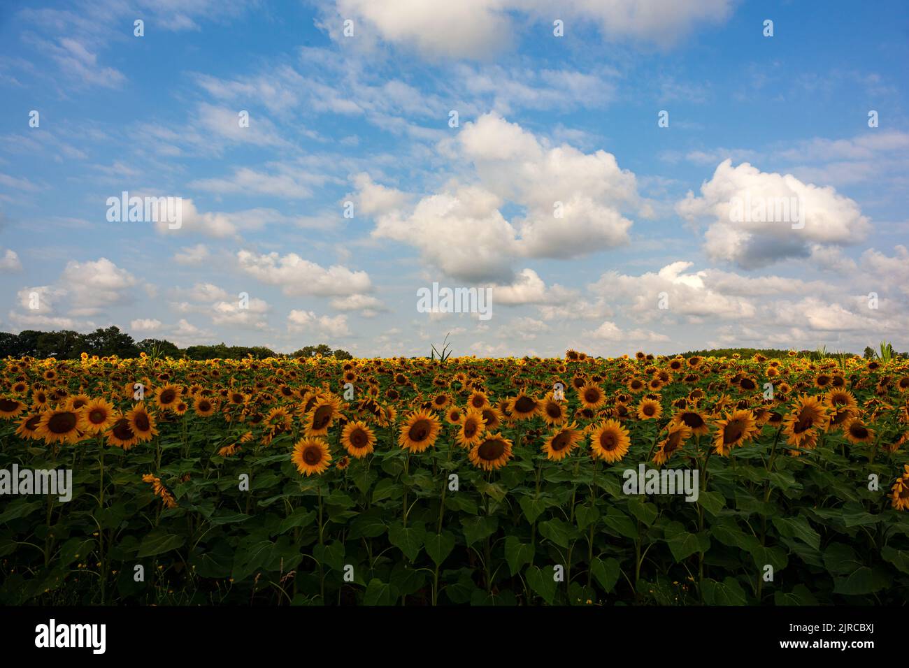 Real Panorama Landscape Of Sunflower fields at cloudy sky along the the ...