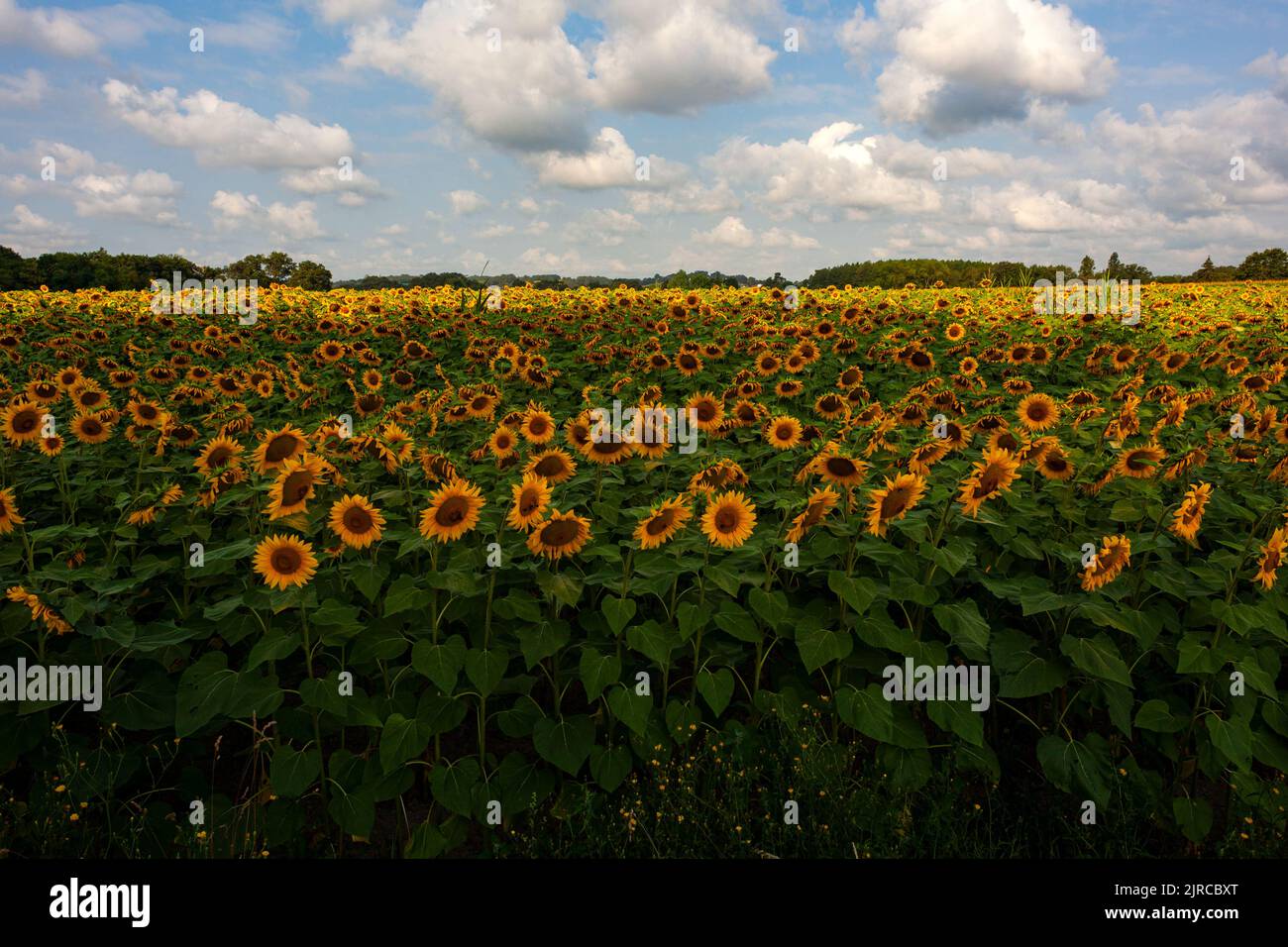 Real Panorama Landscape Of Sunflower fields at cloudy sky along the the ...