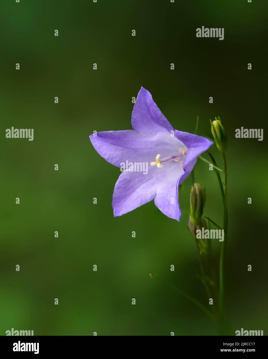 Scottish bluebell hi-res stock photography and images - Alamy