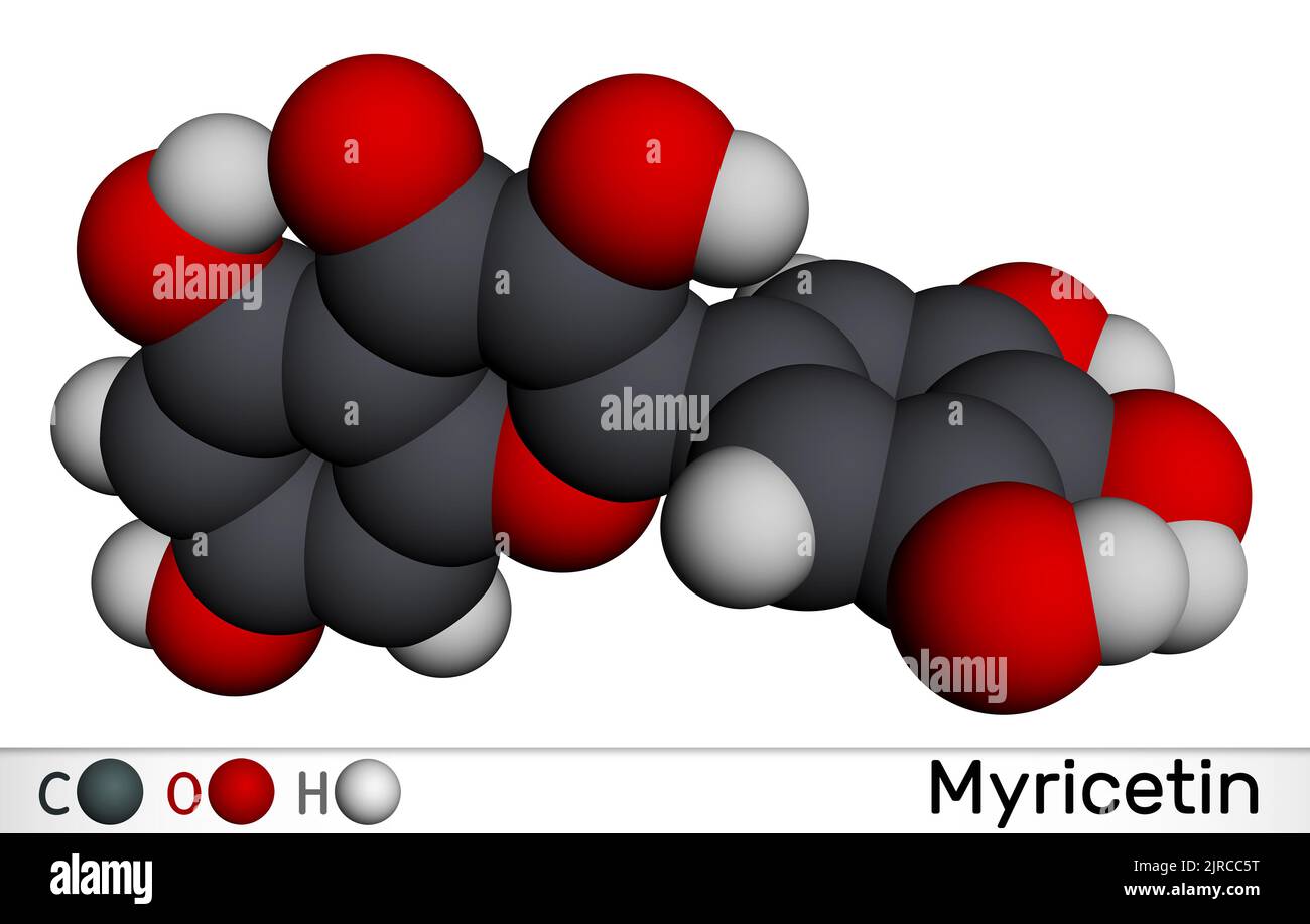 Myricetin molecule. It is natural product, flavonoid. Molecular model ...