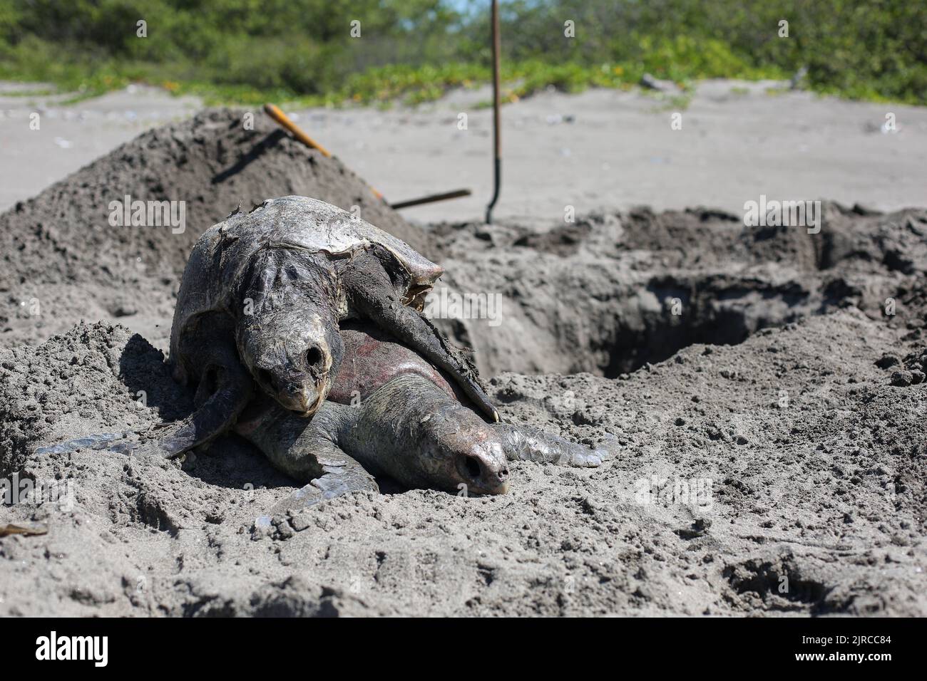 Perished on the beach hi-res stock photography and images - Alamy