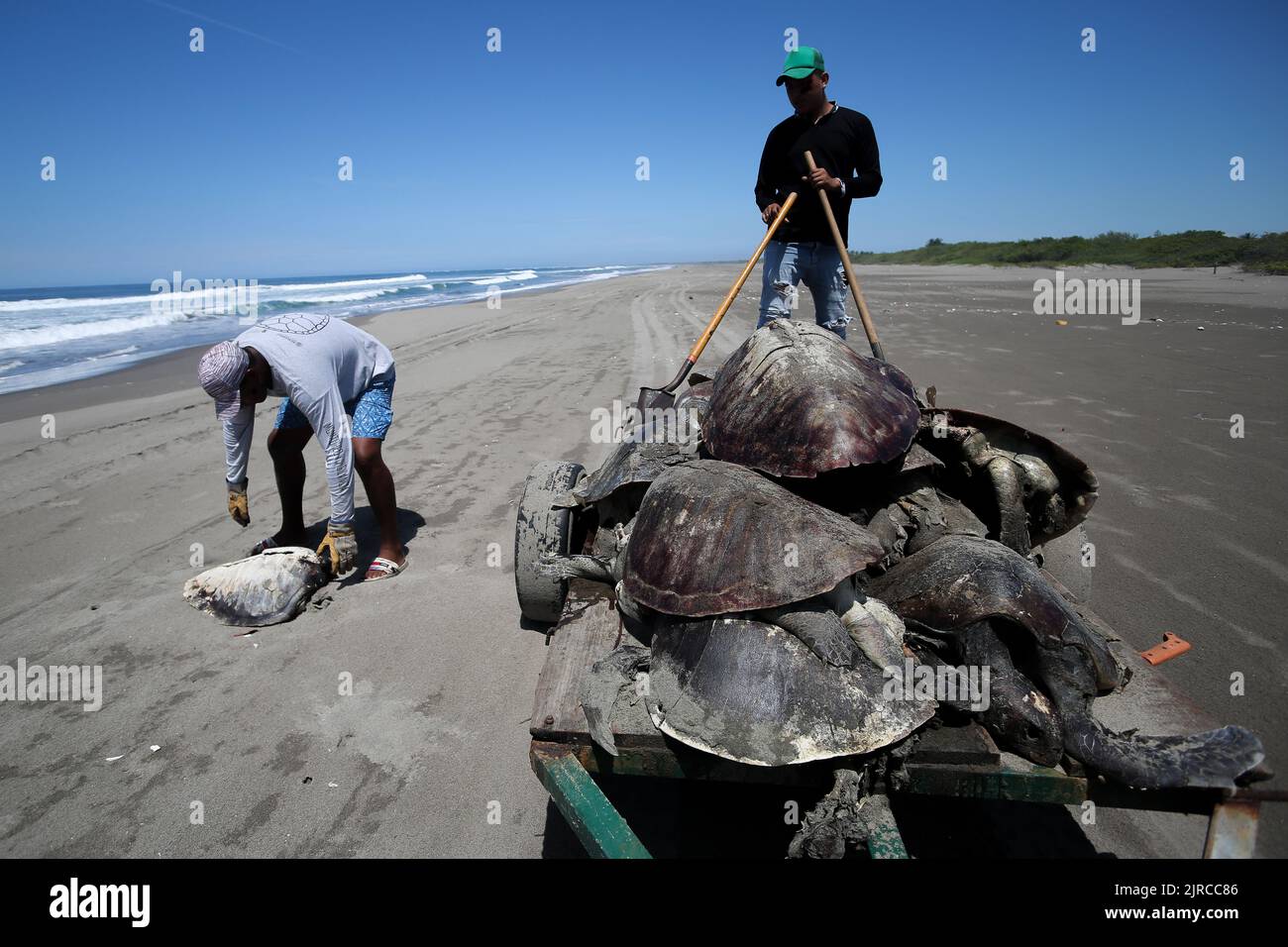 Puerto Arista, Mexico. 22nd Aug, 2022. Residents carry several dead sea ...