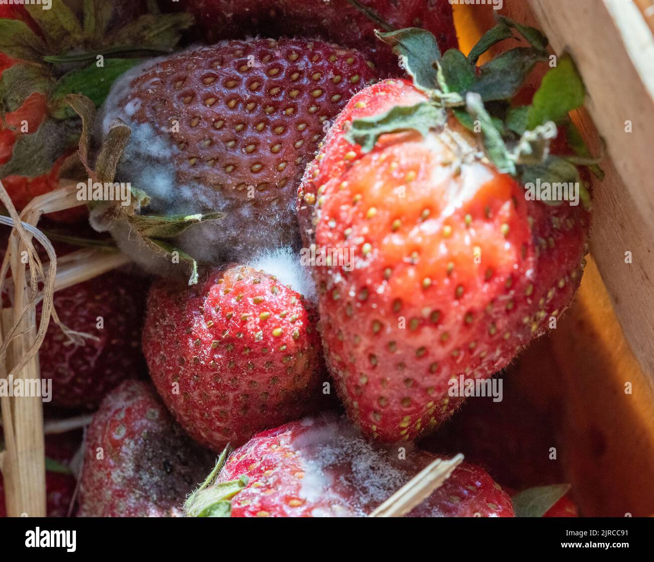 Strawberries with mold. Strawberry diseases and storage. Red ripe ...