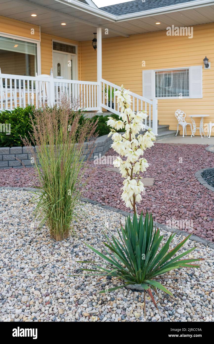 A blooming yucca plant in a rock garden in Winkler, Manitoba, Canada ...