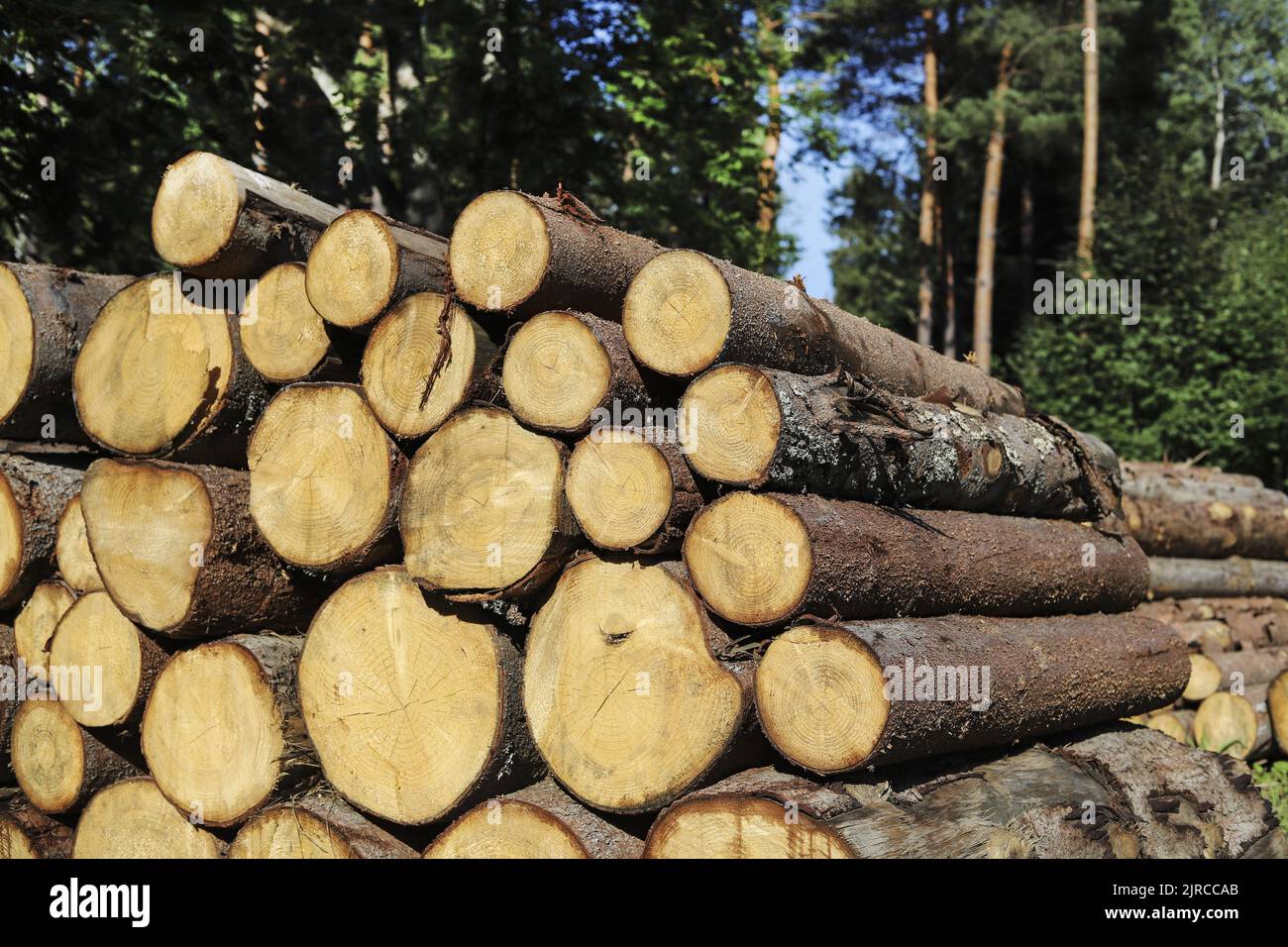 Tree trunks cut in the forest. Nature. Graphic resources Stock Photo ...