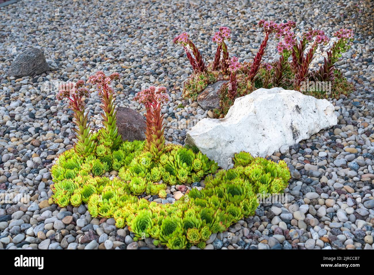 Hens and Chicks plants blooming in a backyard rock garden in Winkler ...