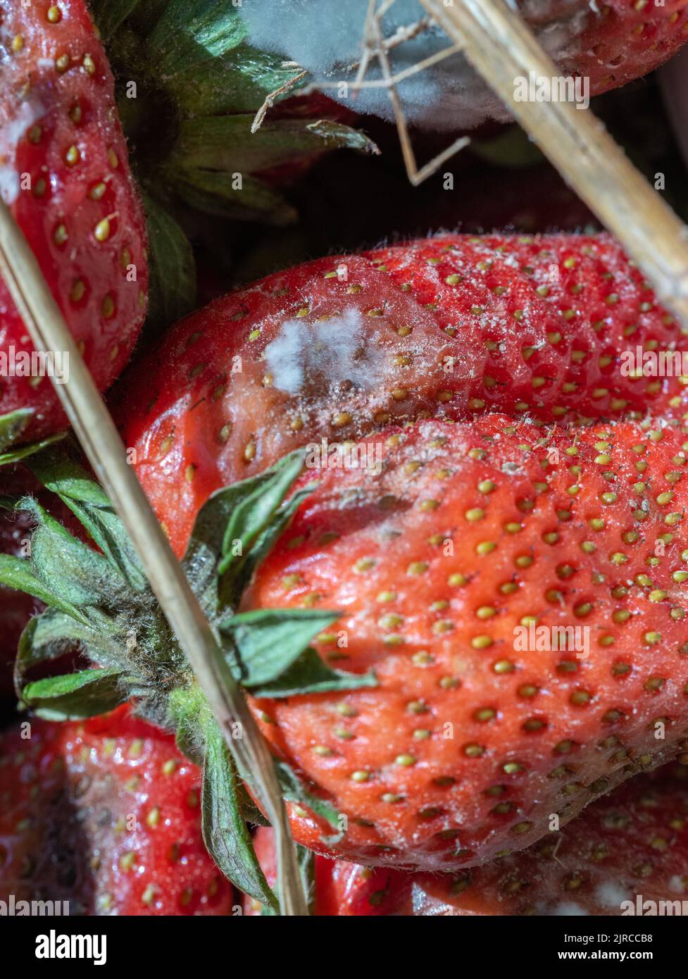Strawberries with mold. Strawberry diseases and storage. Red ripe ...