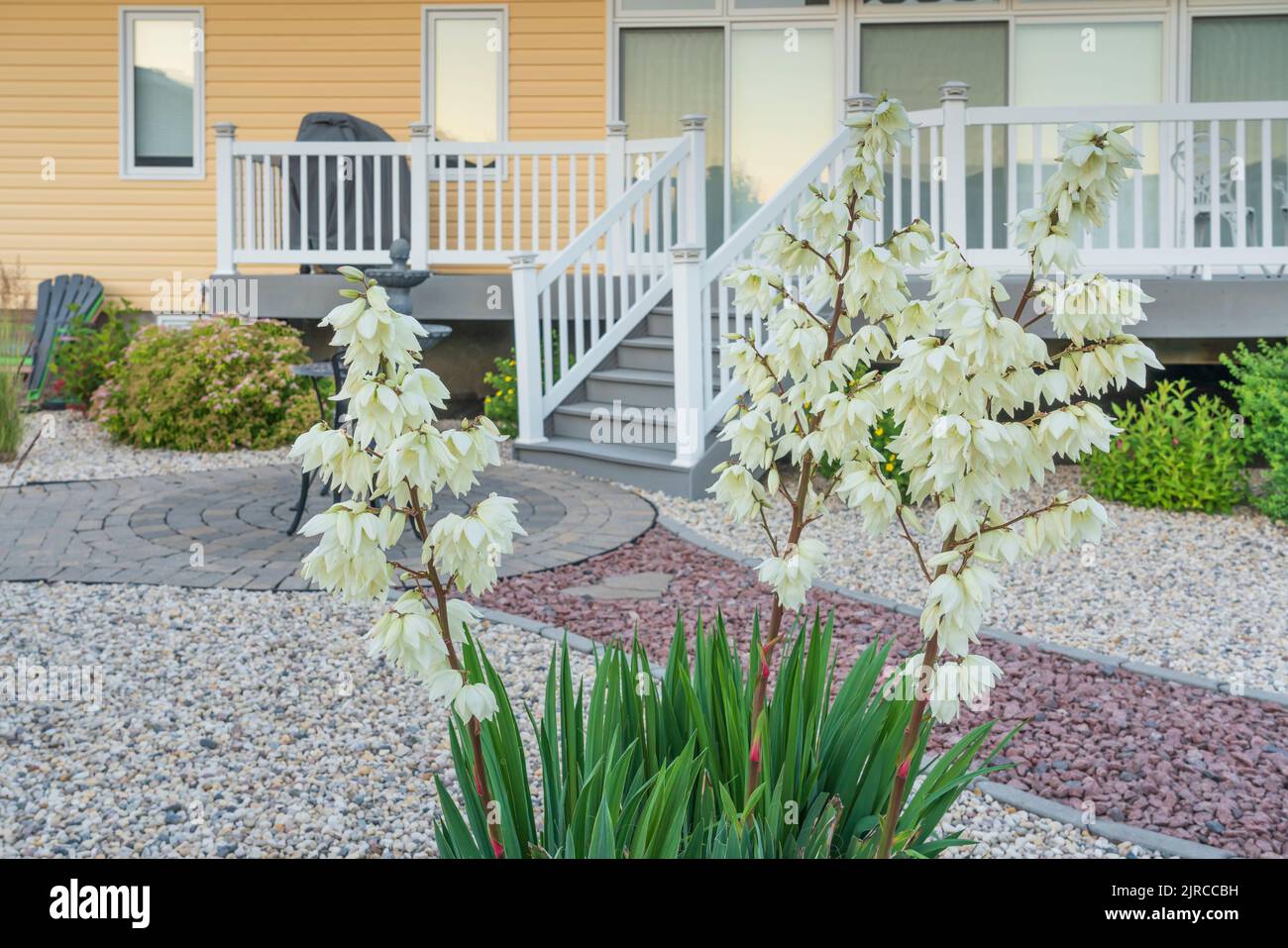 A blooming yucca plant in a rock garden in Winkler, Manitoba, Canada ...