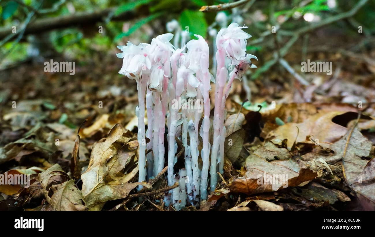 Ghost Pipe flowers Stock Photo - Alamy