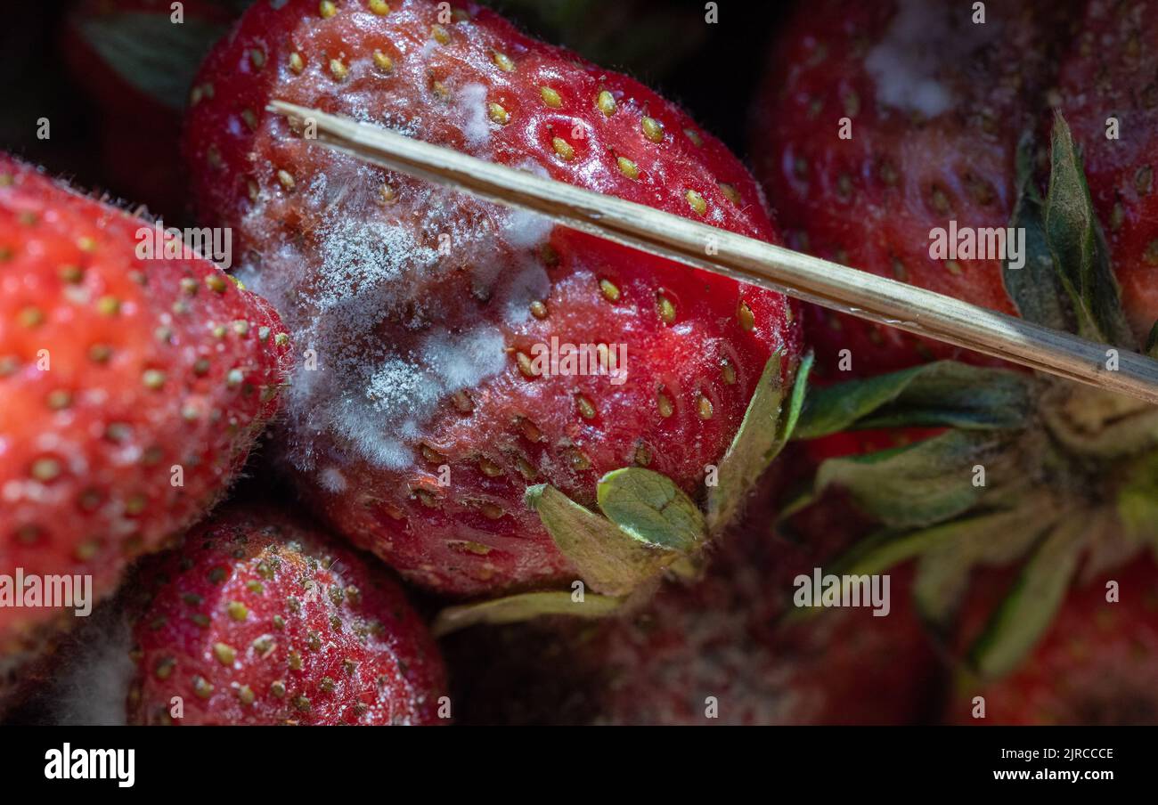 Strawberries with mold. Strawberry diseases and storage. Red ripe ...