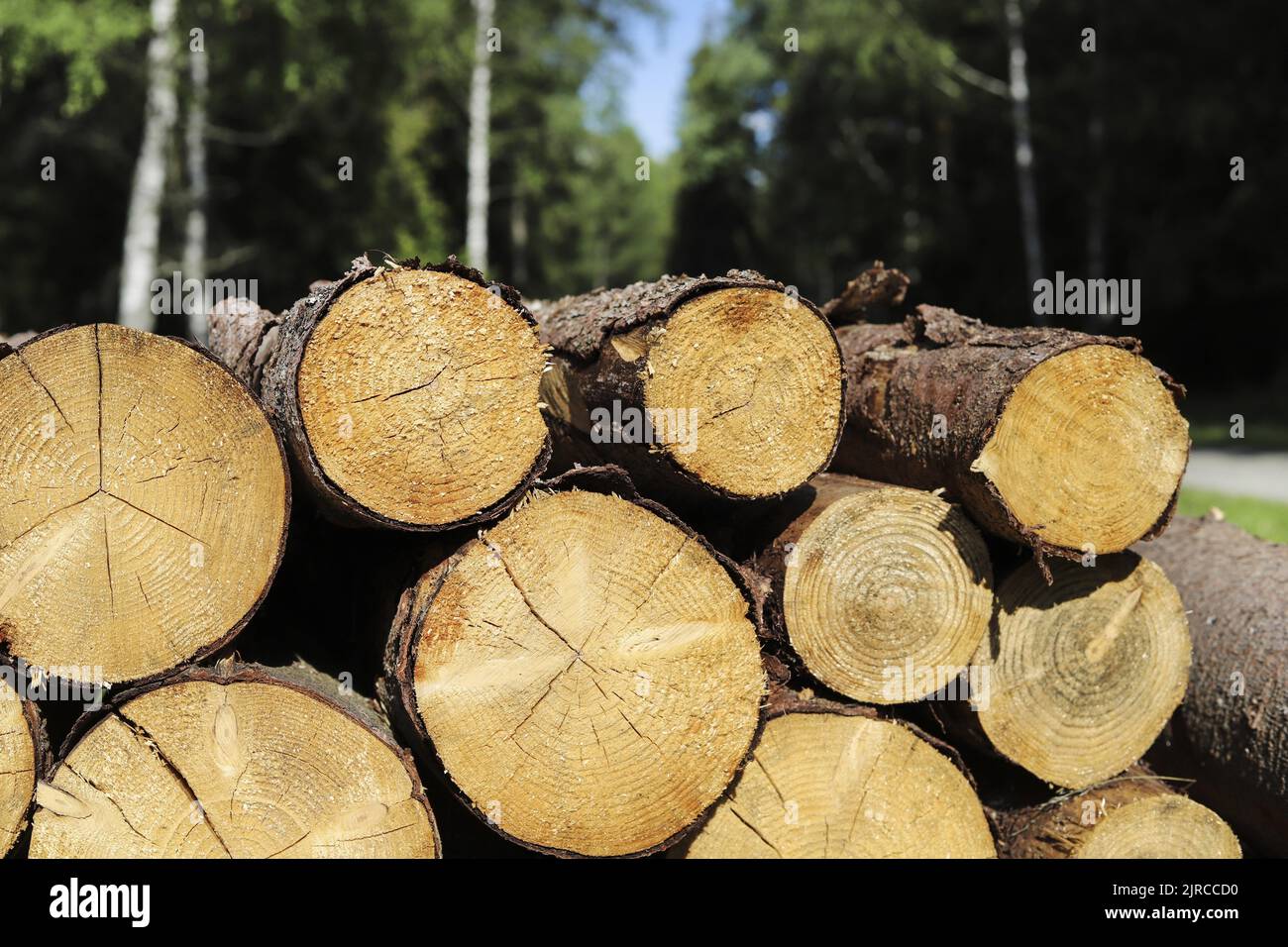 Tree trunks cut in the forest. Nature. Graphic resources Stock Photo ...