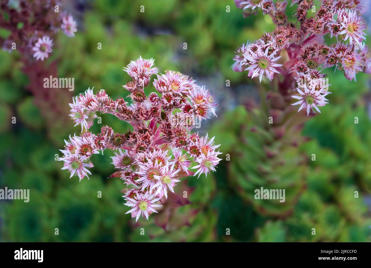 Closeup of flowers on the Hens and Chicks plant blooming in a backyard ...