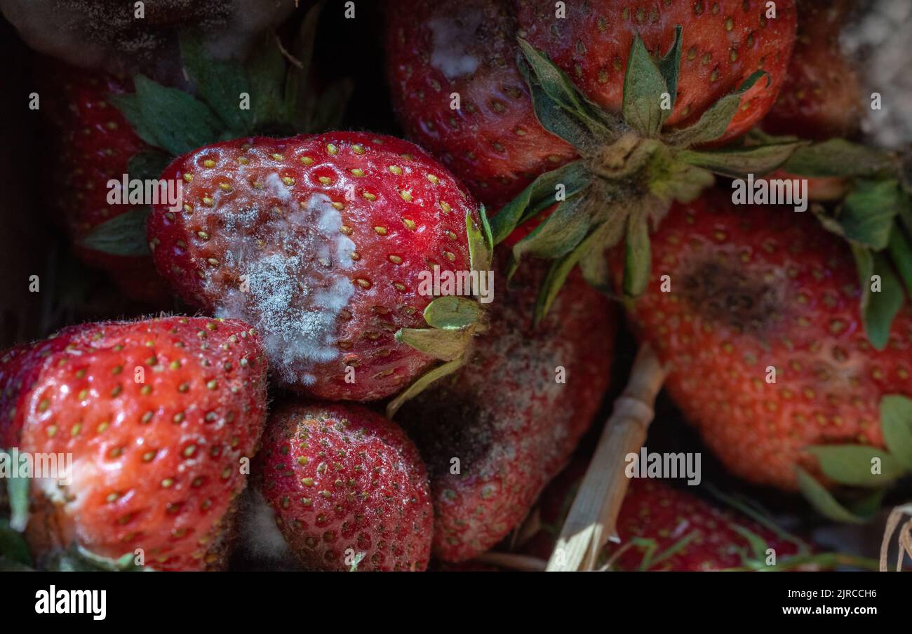 Strawberries with mold. Strawberry diseases and storage. Red ripe ...
