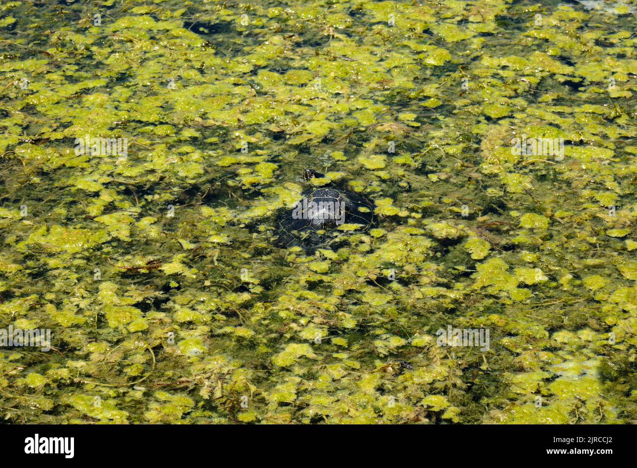 small turtle swimming inside a pond Stock Photo - Alamy
