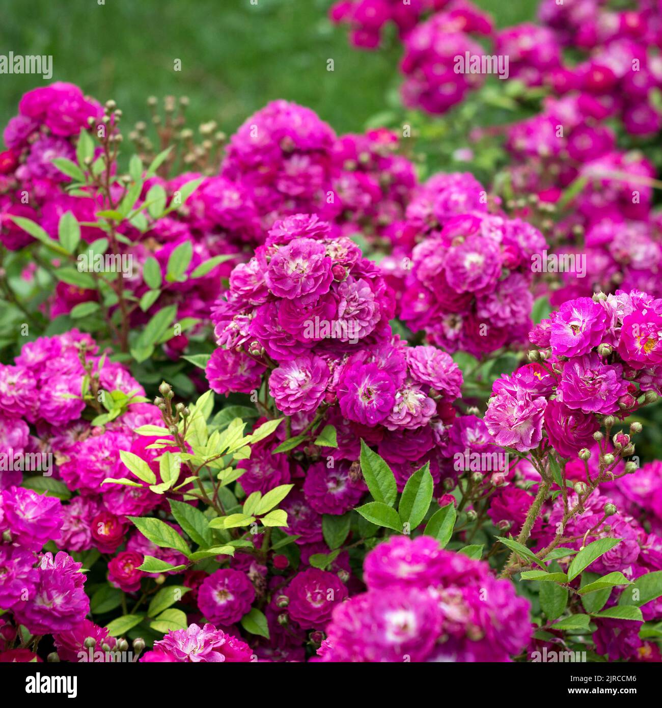 Fluffy rose hi-res stock photography and images - Alamy